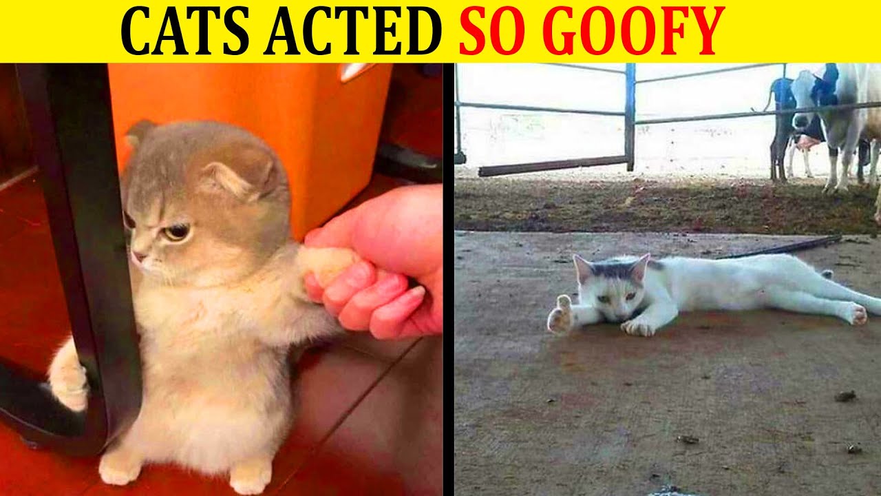 Times Cats Acted So Goofy || Hilarious Cats - YouTube