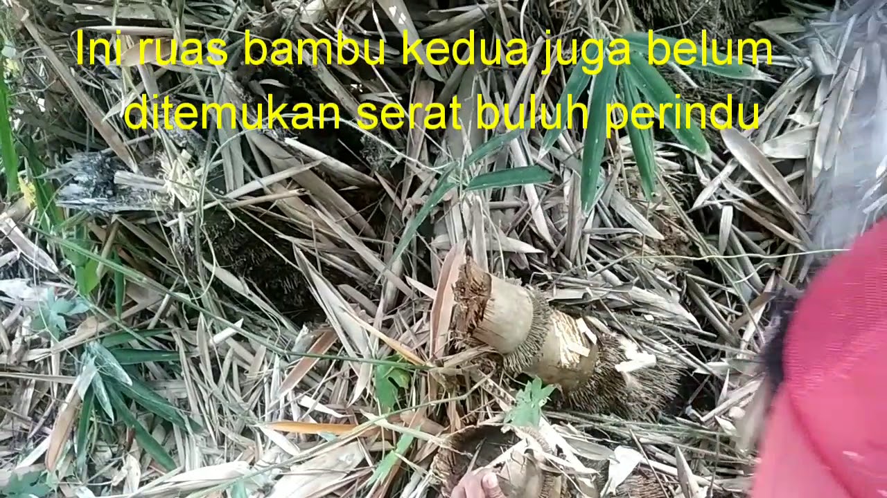 PEMBUKTIAN . . !! DI DALAM RUAS BAMBU TERDAPAT SERAT BULUH PERINDU ...