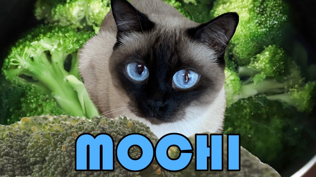 This Crazy Cat LOVES Broccoli! Lip Smacking Goodness! #asmr - YouTube