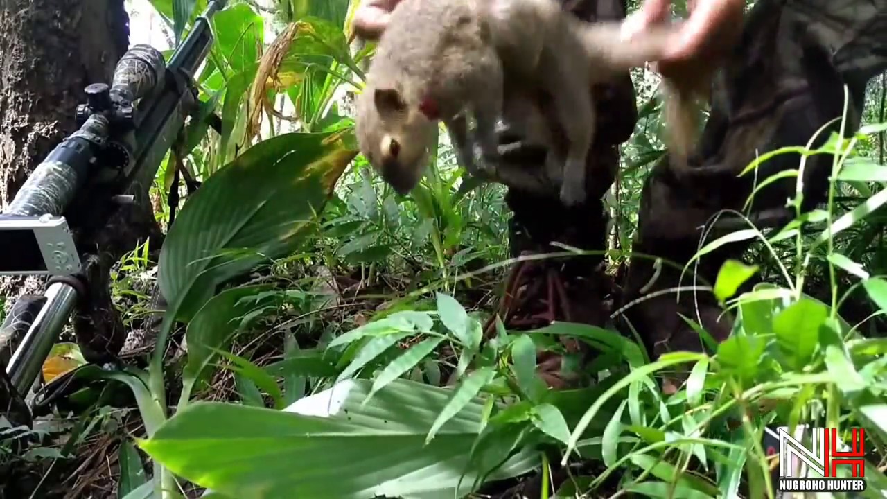 BERBURU TUPAI/BAJING KELAPA : Kejebak Hujan - YouTube