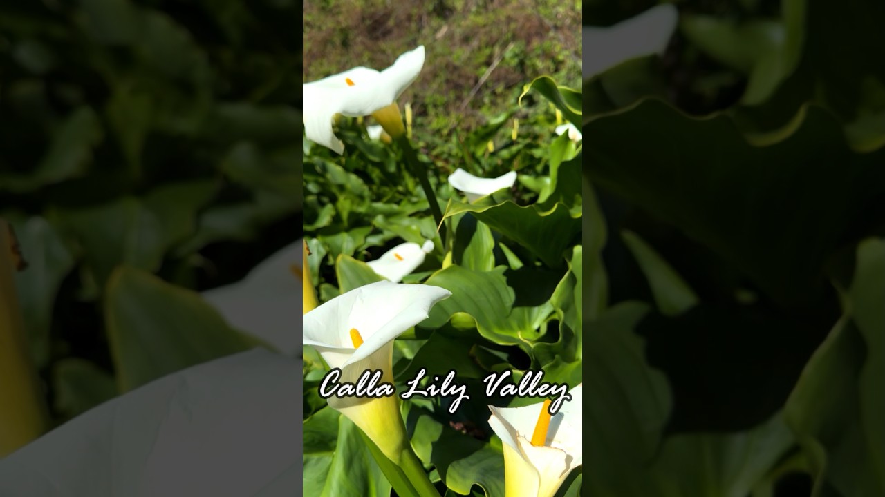 Beautiful Calla lilies blooming by Highway 1 #travel #ytshorts # ...