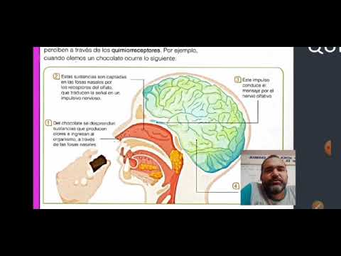 Los estímulos físicos y químicos 4° prim - YouTube