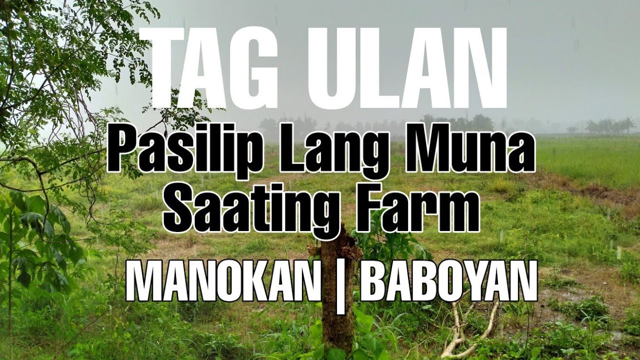 TAG ULAN NA | PASILIP MUNA SA ATING FARM | MANOKAN AT BABOYAN - YouTube