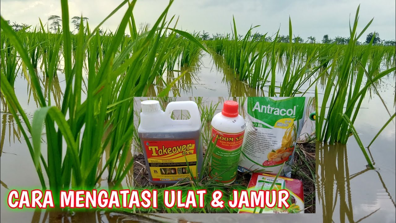 Cara mudah Mengatasi Sundep dan Jamur Pada Tanaman Padi Masih Muda ...