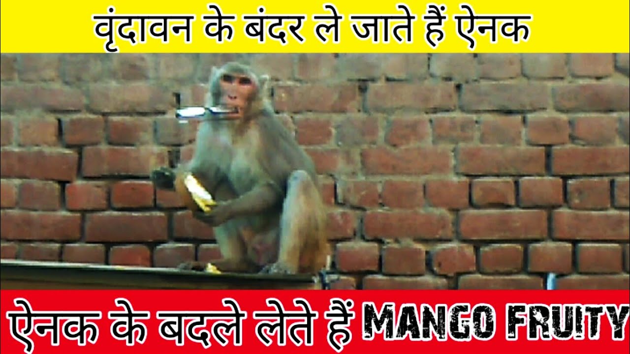 वृंदावन के बन्दर ले जाएंगे चश्मा | Vrindavan 🐒 Monkey | Vrindavan ...