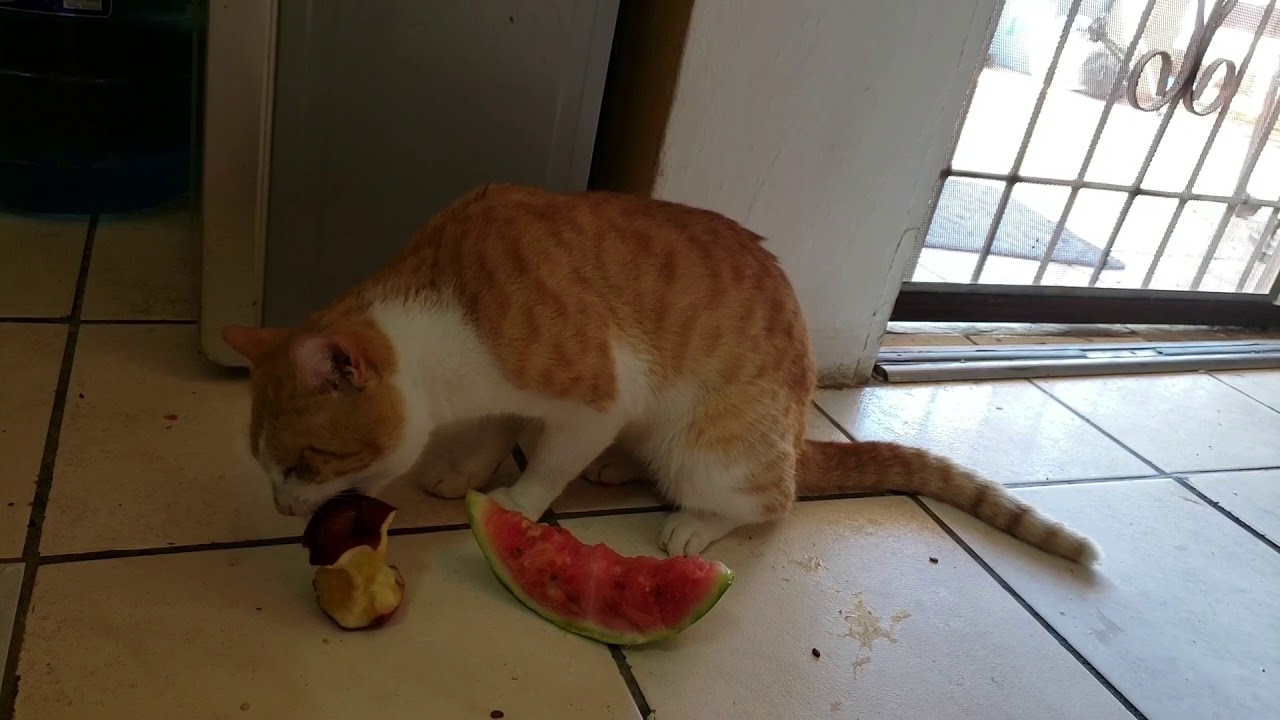 Cat eating apples - YouTube
