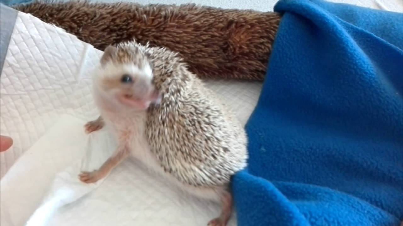 Pygmy Hedgehog - Anointing / Jeż Pigmejski Boguś - Namaszczanie - YouTube