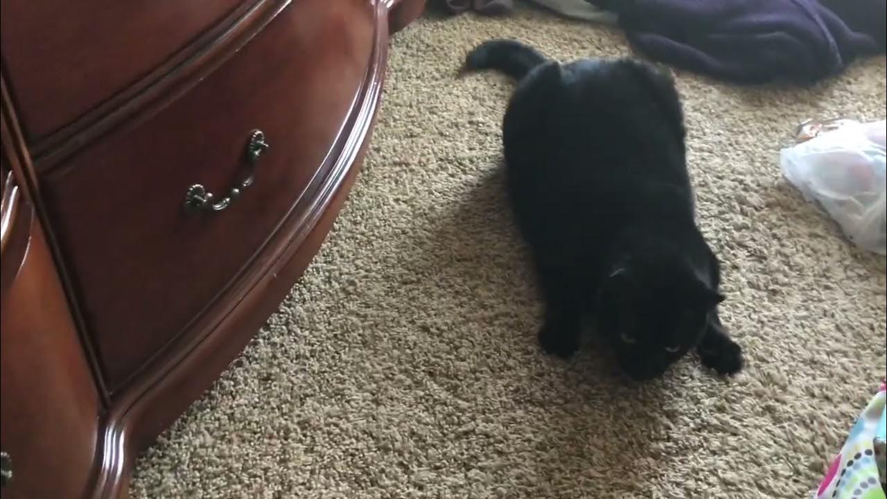 So I gave my cat catnip - YouTube