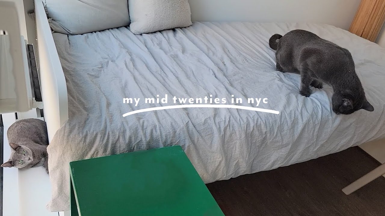 MY TWO CATS FINALLY MEET EACH OTHER - YouTube