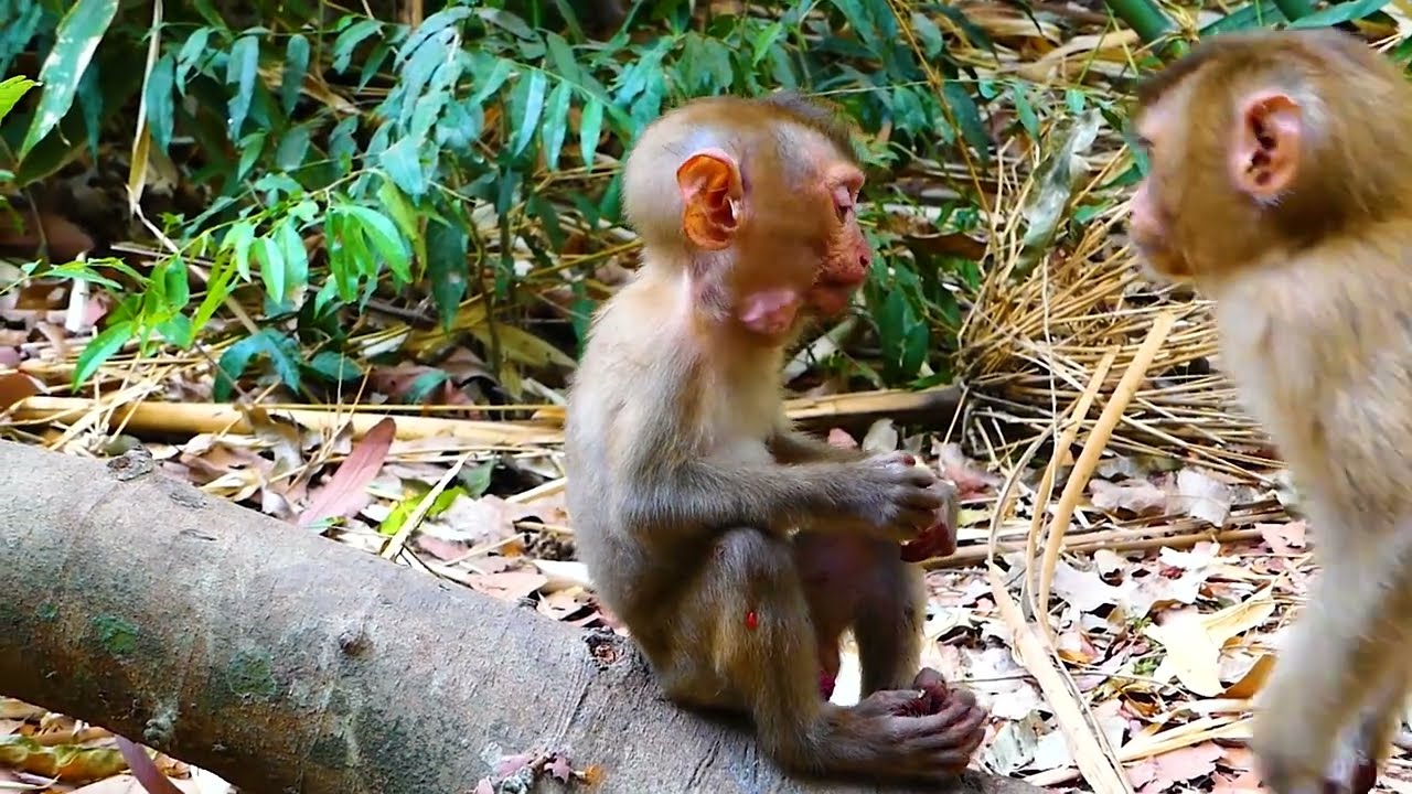 OhGodhelp!...Cute bb monkey New Clip video bb monkey for week | So lovely Monkey mum. - YouTube