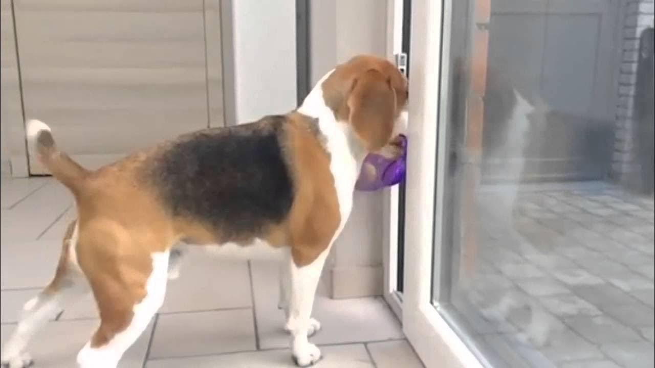 Funny Beagle Fails EPIC Getting Outside! - YouTube