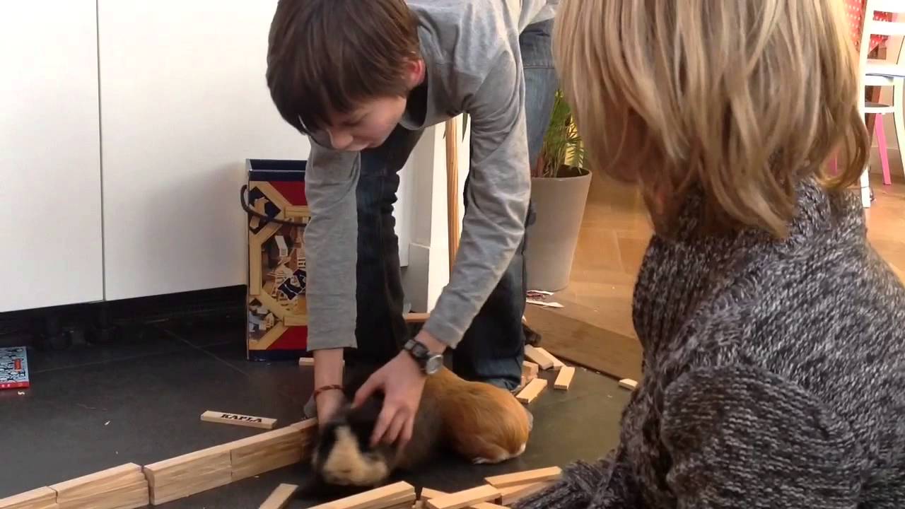 Cavia race - YouTube