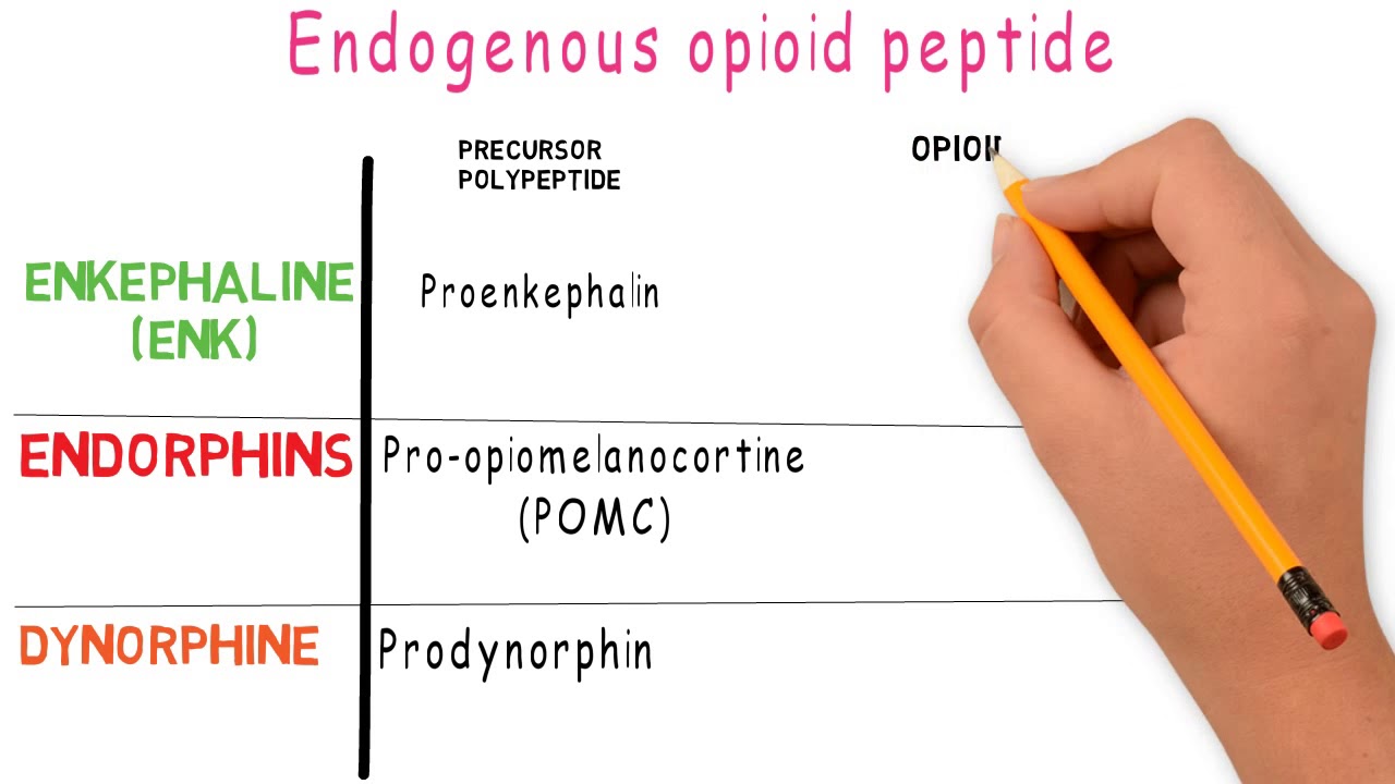 Opioid, endogenous opioid peptides, opioid receptors, endorphin ...