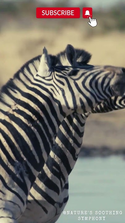Zebra vs. Zebra: Epic Animal Battle Caught on Camera #shorts #wildlife ...