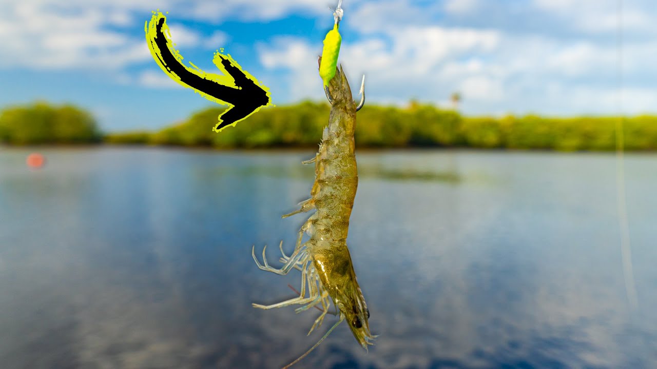 The BEST Way To Rig LIVE SHRIMP in Tampa Bay? - YouTube