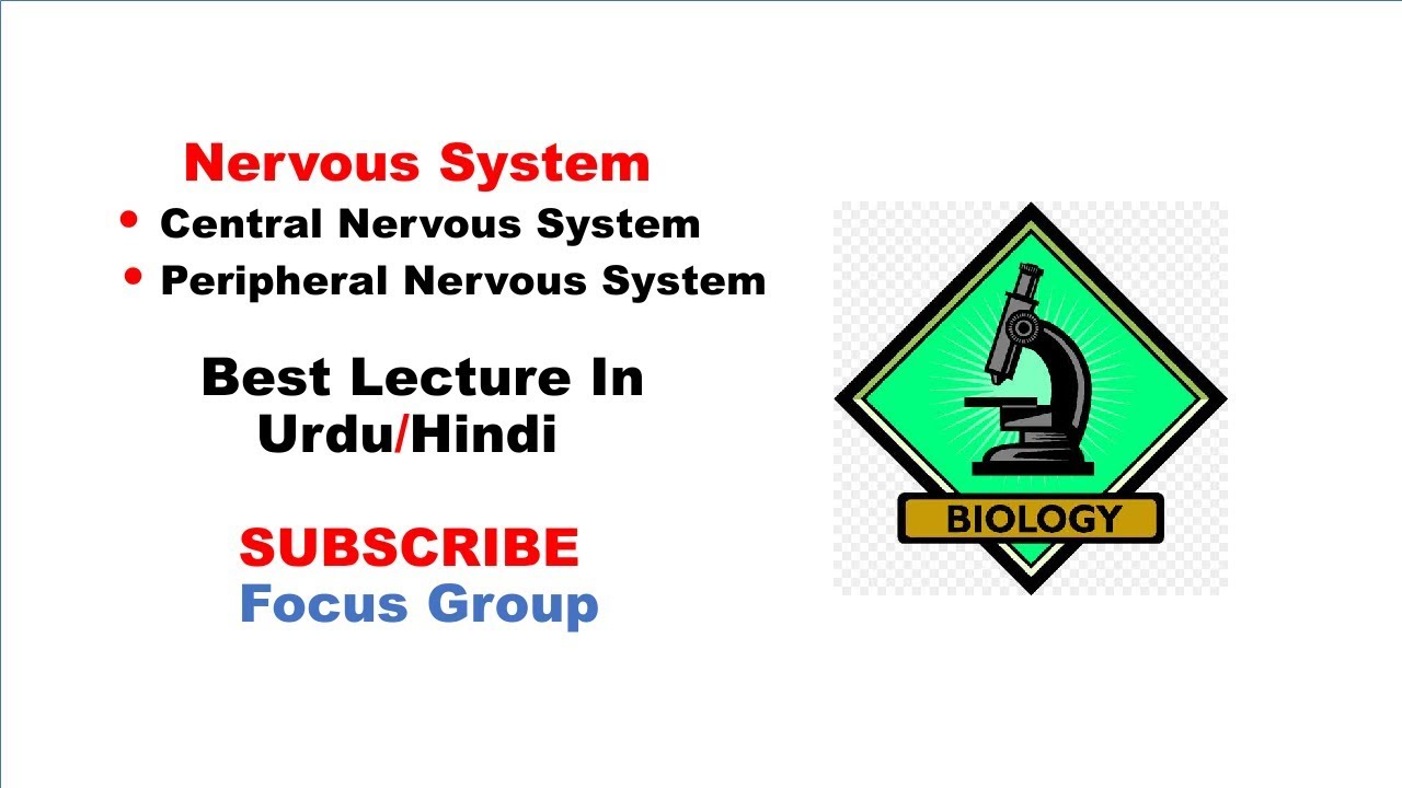 10 Nervous System Central Peripheral Nervous System Lecture In 10-nervous-system-central-peripheral-nervous-system-lecture-in
