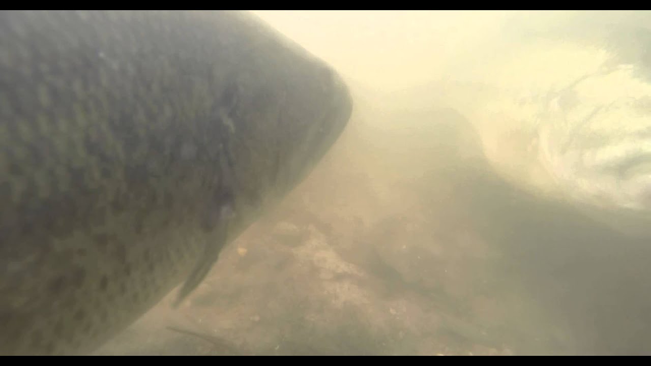 Big Largemouth Bass Guarding Nest - YouTube