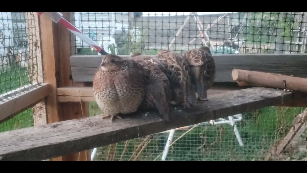 Late Snack 🐛🐤 & 17 Eggs..🥚 - YouTube