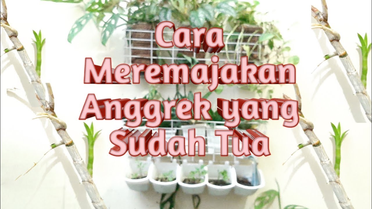 Meremajakan Anggrek Tua yang Hampir Mati, Melihat Macam-macam tanaman ...