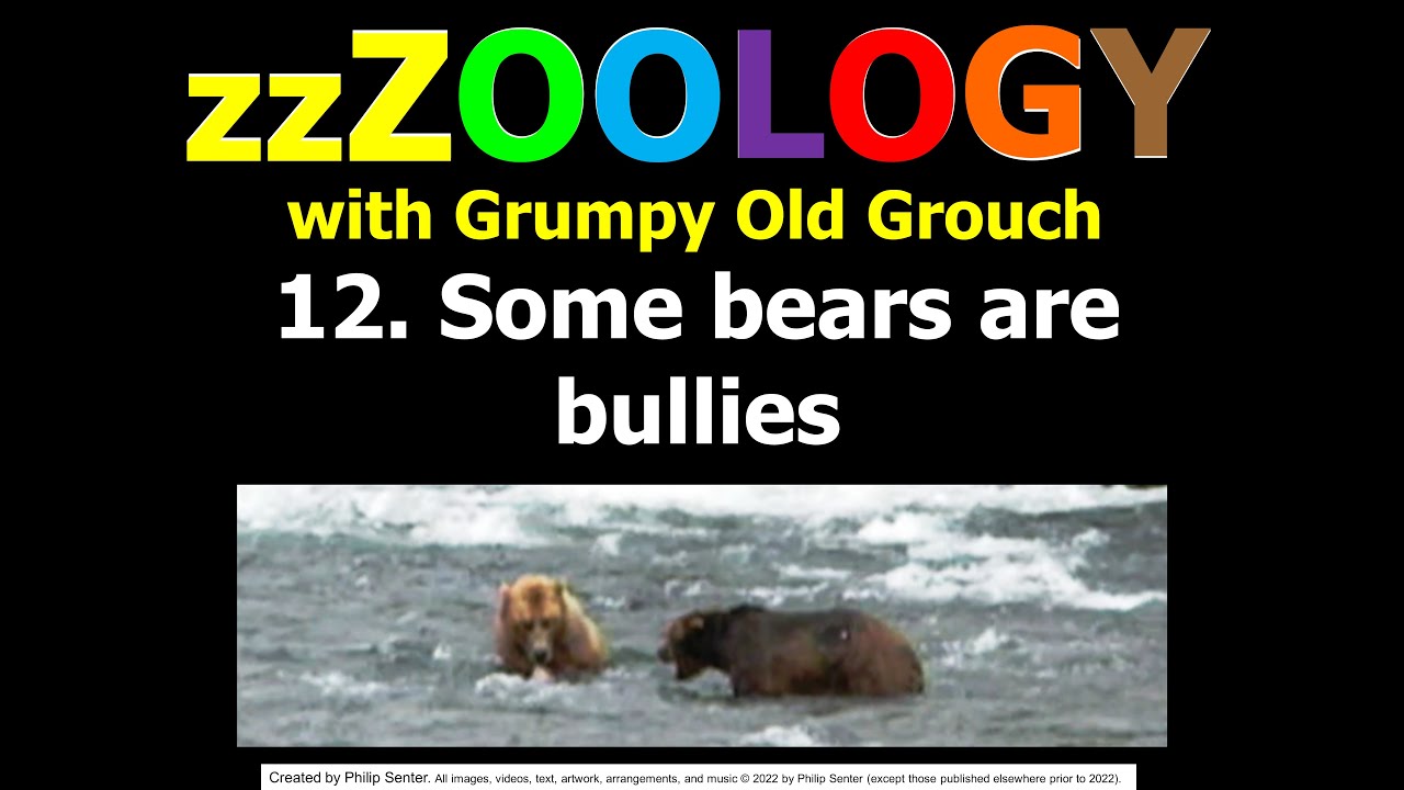 Some bears are bullies (zzzoology 12 with Grumpy Old Grouch) - YouTube