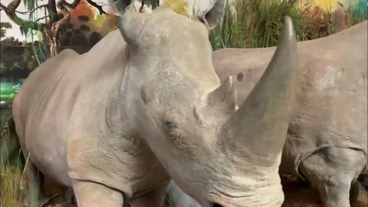 LAST!!! Rhino vs Hippo - YouTube