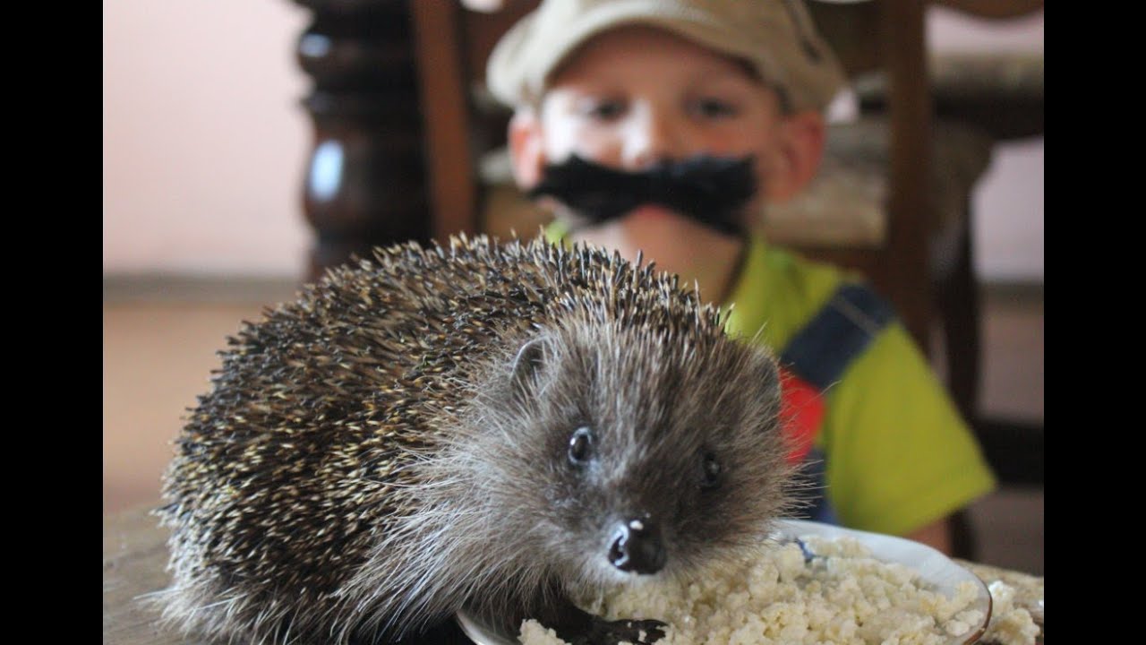 HEDGEHOG EATS COTTAGE CHEESE - YouTube