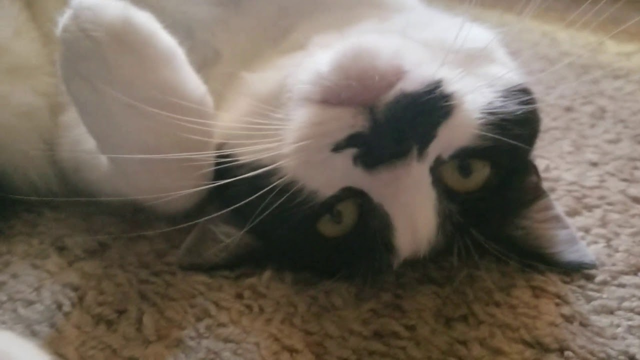 Olaf scared of Halloween - YouTube