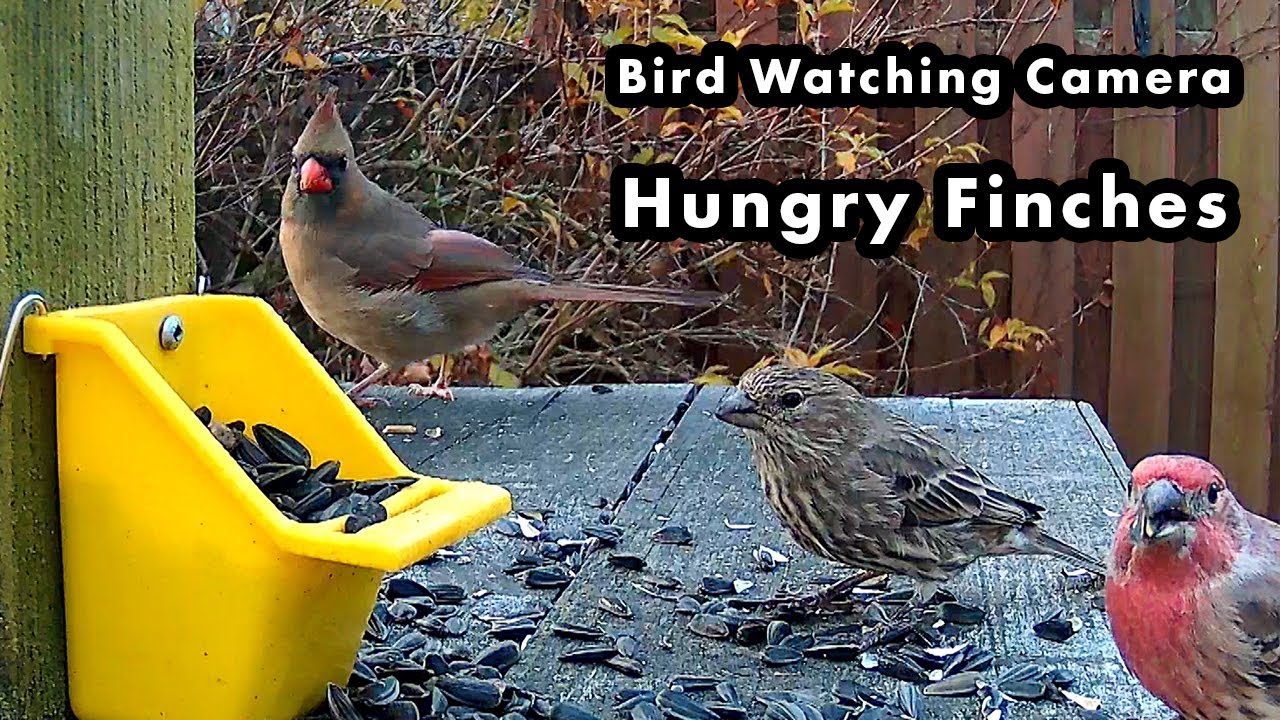 Bird Watching Camera - Hungry Finches Trying To Eat Breakfast - YouTube