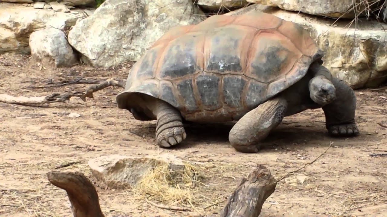 FASTEST TURTLE IN THE WORLD, WACO TEXAS ZOO AWESOM - YouTube