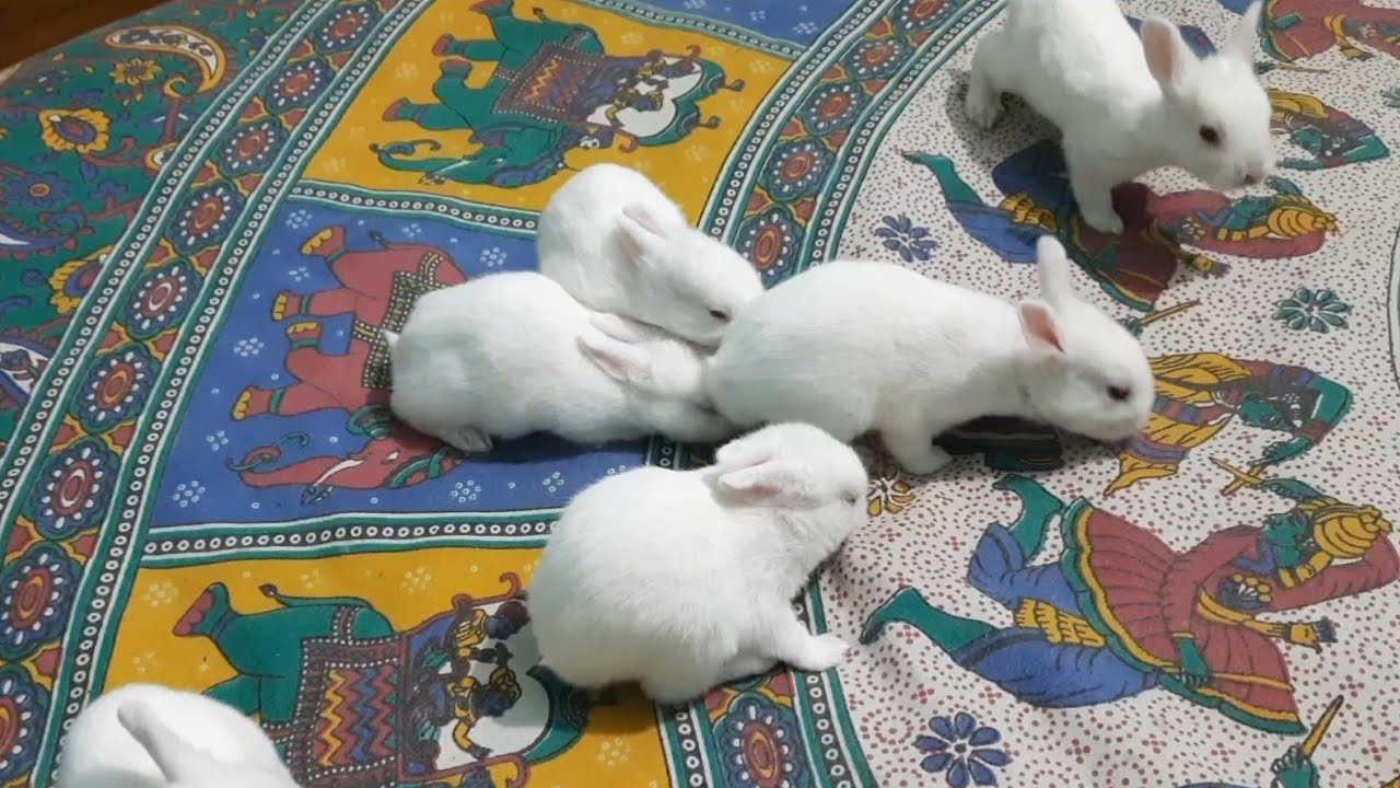 Cutest Rabbit video on YOUTUBE - YouTube