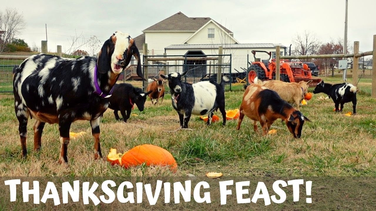 GOATS and PIGS have a THANKSGIVING DAY FEAST! SO MANY PUMPKINS! - YouTube