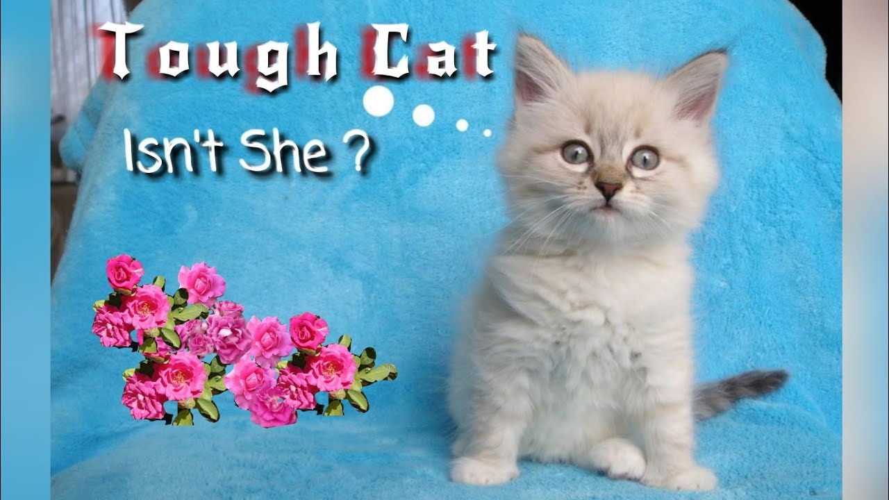 Tough Cat. - YouTube