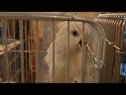 Cockatoo | African Grey Parrot | Qatar Bird Market | Birds Gallery # ...
