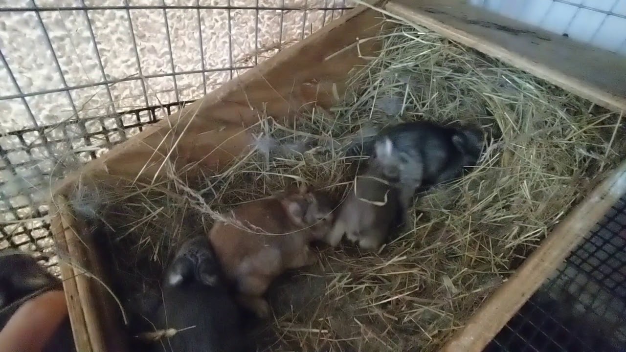 Bunny popcorn - Quick Baby Bunny video during kidding season 2019 - YouTube