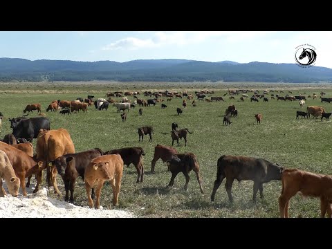- PAPIĆ FARMA KRAVA NA KUPRESU BROJI NEKOLIKO HILJADA GOVEDA  -