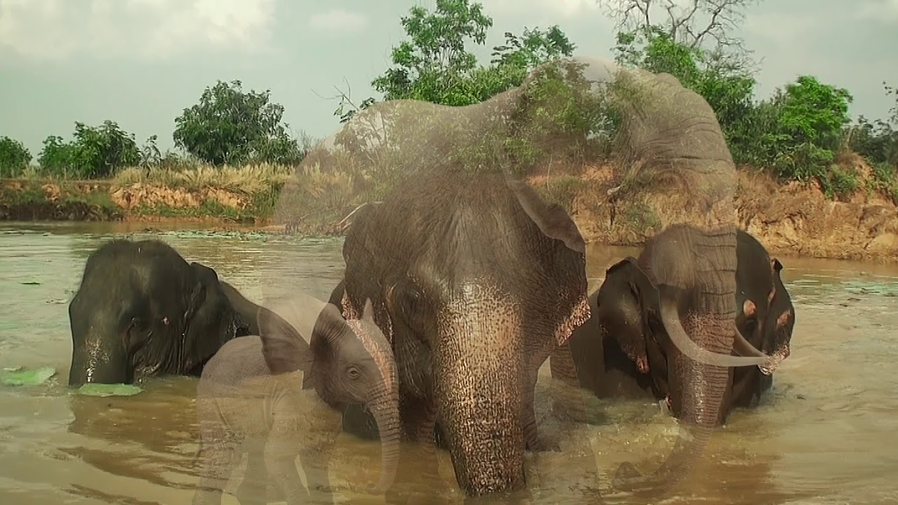Elephant Sessions Tyragarah Official Music Video for World Elephant Day ...
