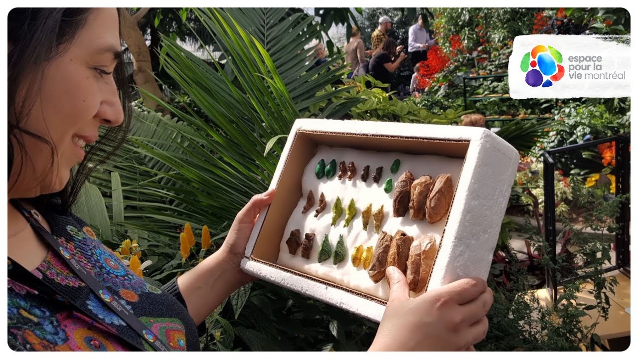 Le métier de coordonnatrice d'activités en loisirs scientifiques à l ...