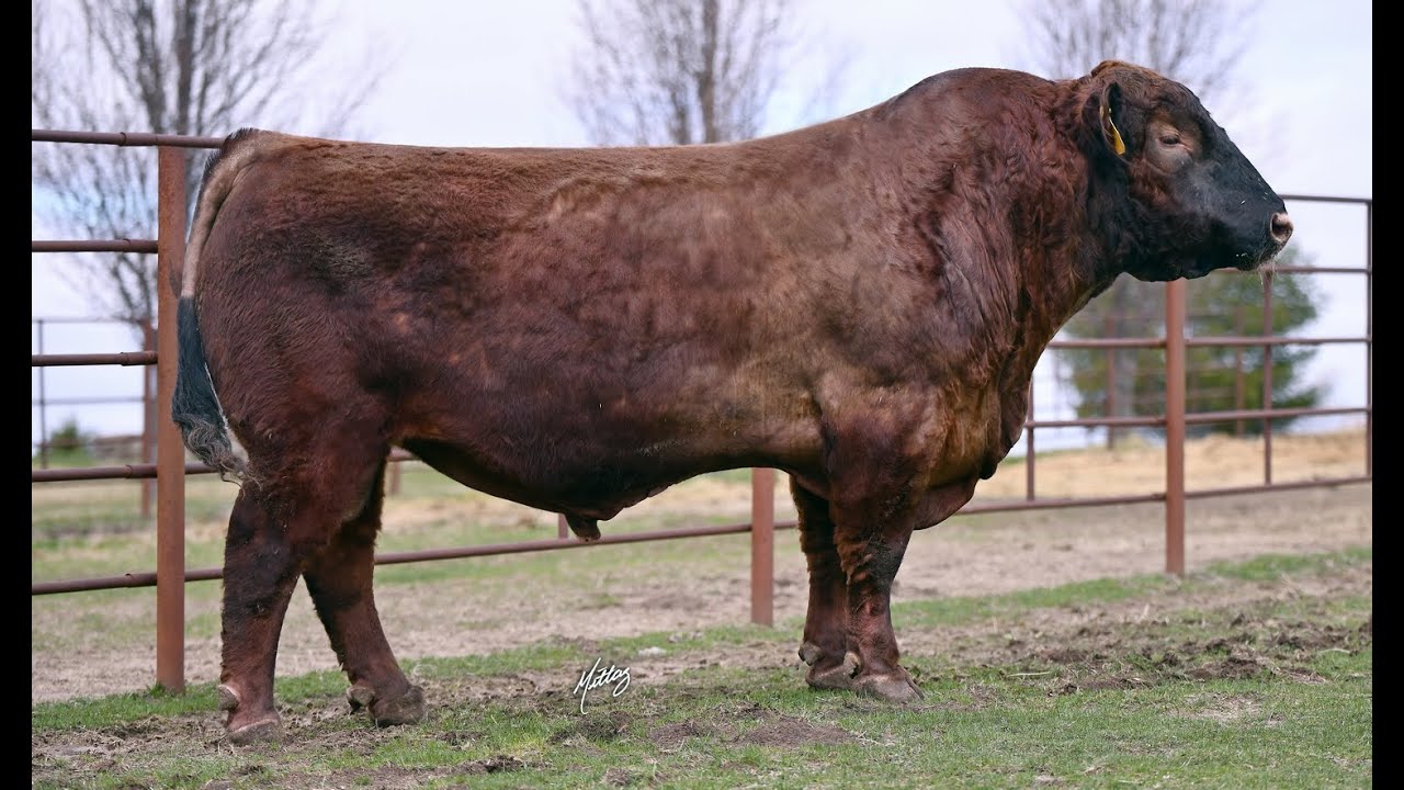 2023 Sinclair MLK Big Foot - YouTube