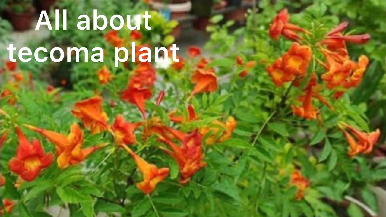 Tacoma/Best flowering plant/Tecoma plant care and prapogation #garden # ...