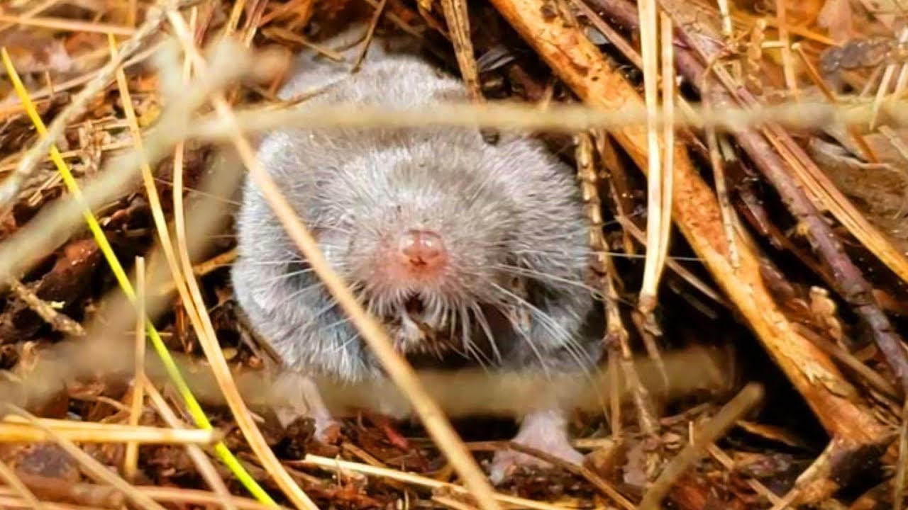 소리 지르는 한성깔 두더지와 소심한 아기 다람쥐 Screaming Angry Mole And Wary Baby Chipmunk ...