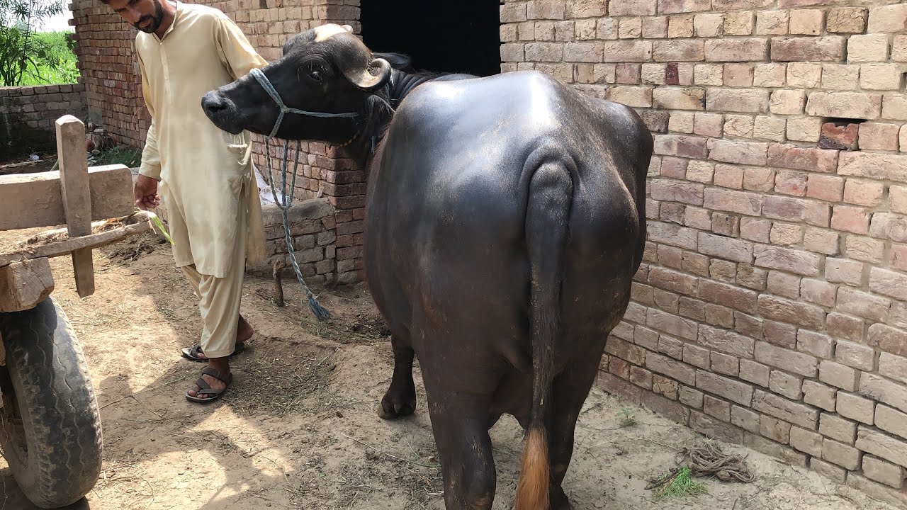 Beautiful pure neeli Ravi buffalo for sale in Pakistan 6 August 2023 ...