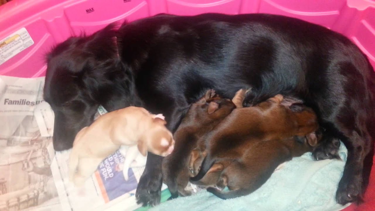 SAAP foster dog Natalie - YouTube