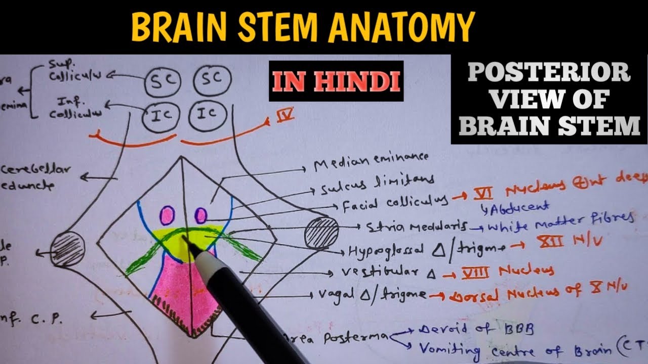 Brain Stem Anatomy - Dorsal / Posterior View of brain stem ...