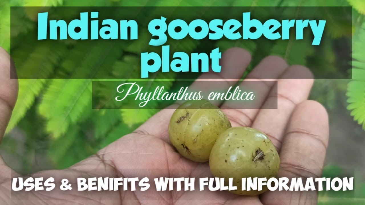 Phyllanthus emblica | emblic myrobalan | Indian gooseberry |Malacca ...