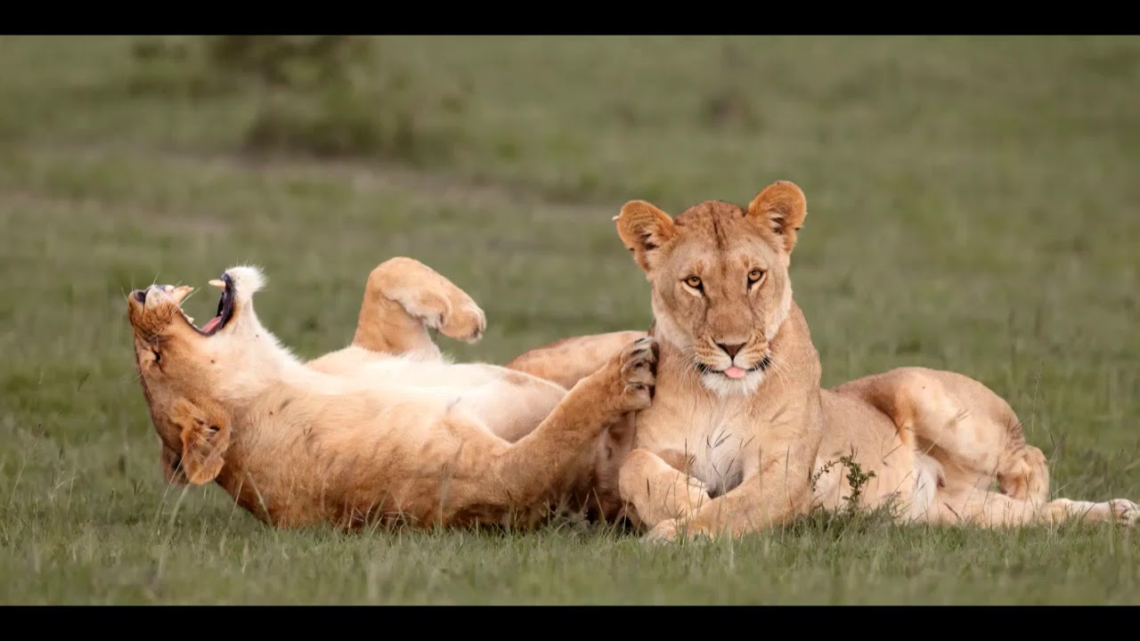 Ephrem Tamiru First Album የኤፍሬም ታምሩ የመጀመርያ ሙዚቃዎች - YouTube