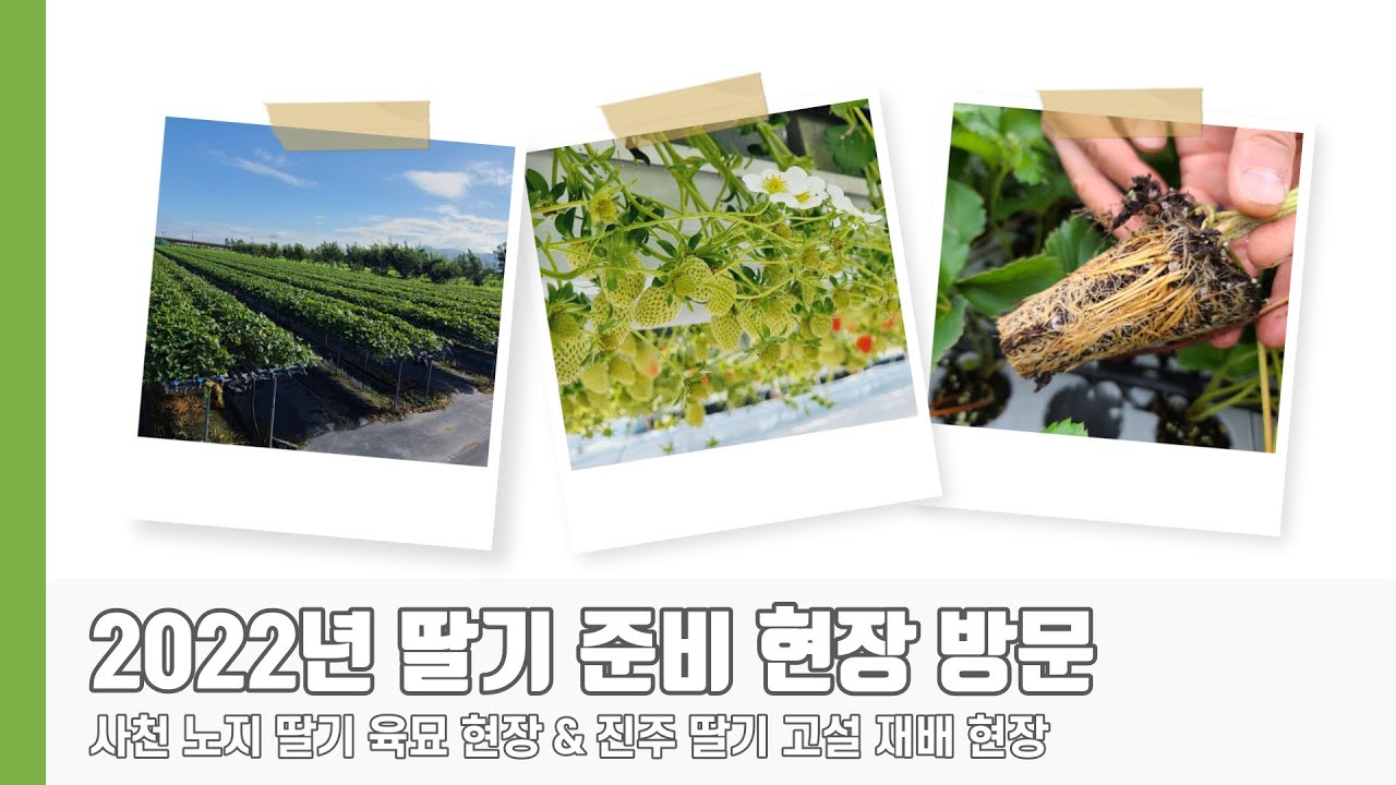 2022년 딸기 재배 준비 현장 방문 사천 노지 딸기 육묘 And 진주 고설 딸기 재배 클라스만 상토 피트모스