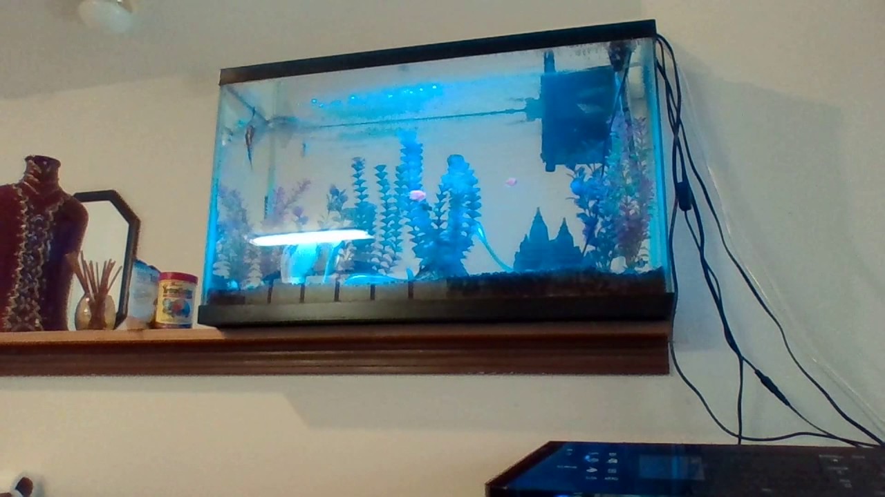 blue veil angelfish 25 gallon freshwater tropical fish tank - YouTube