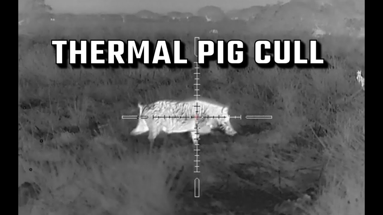 Hikmicro Thermal scope review - Feral Pig Control in the Northern ...