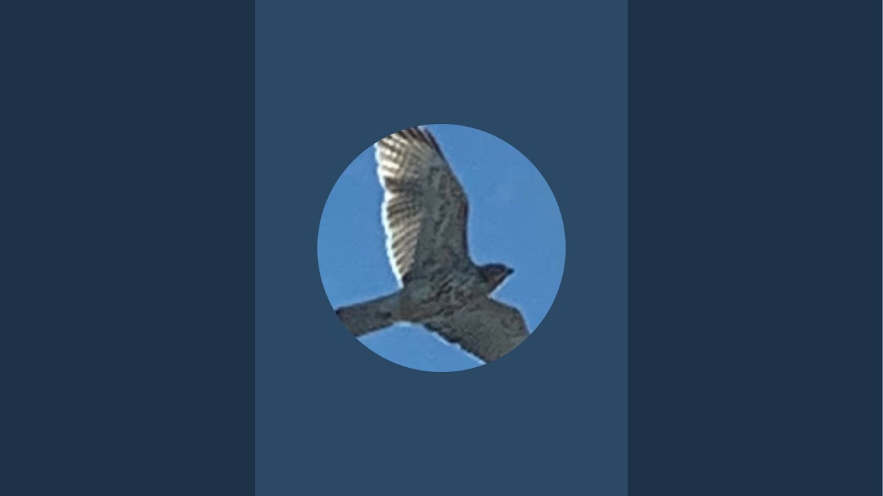 Wild Spirit is live! God Owns Everything! #crypto - YouTube