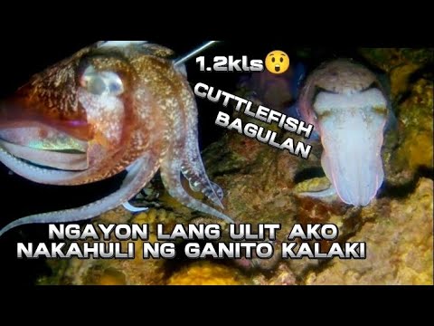 NIGHT SPEARFISHING/EP.44/CUTTLEFISH/BAGULAN AKIN KA MUNA NGAYON☺️☺️😄 ...